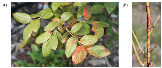 Known and New Emerging Viruses Infecting Blueberry