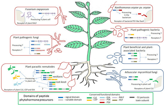 Plants | Special Issue : Peptide Hormones: Roles in Plant Development, Nutrient Responses and ...