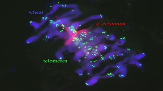 Plants | Special Issue : Plant Biotechnology and Crop Improvement
