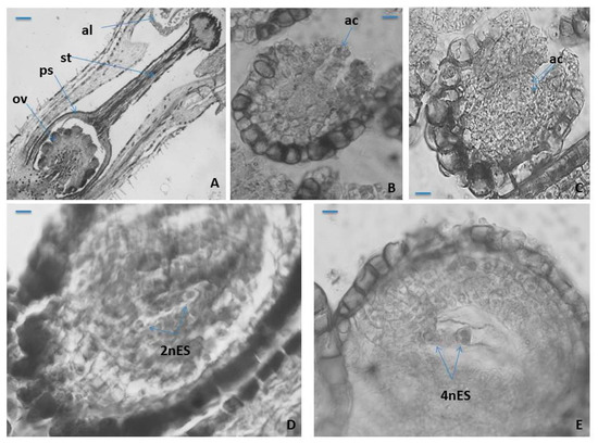 Plants | Free Full-Text | On the Reproductive Potential in Primula ...