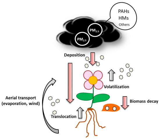 Biochemical and Metabolic Plant Responses toward Polycyclic Aromatic ...