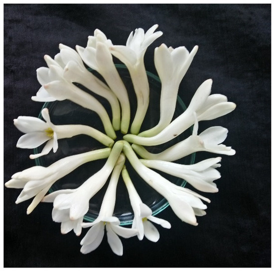 Green Synthesis of Gold Nanoparticles Using Polianthes tuberosa L ...