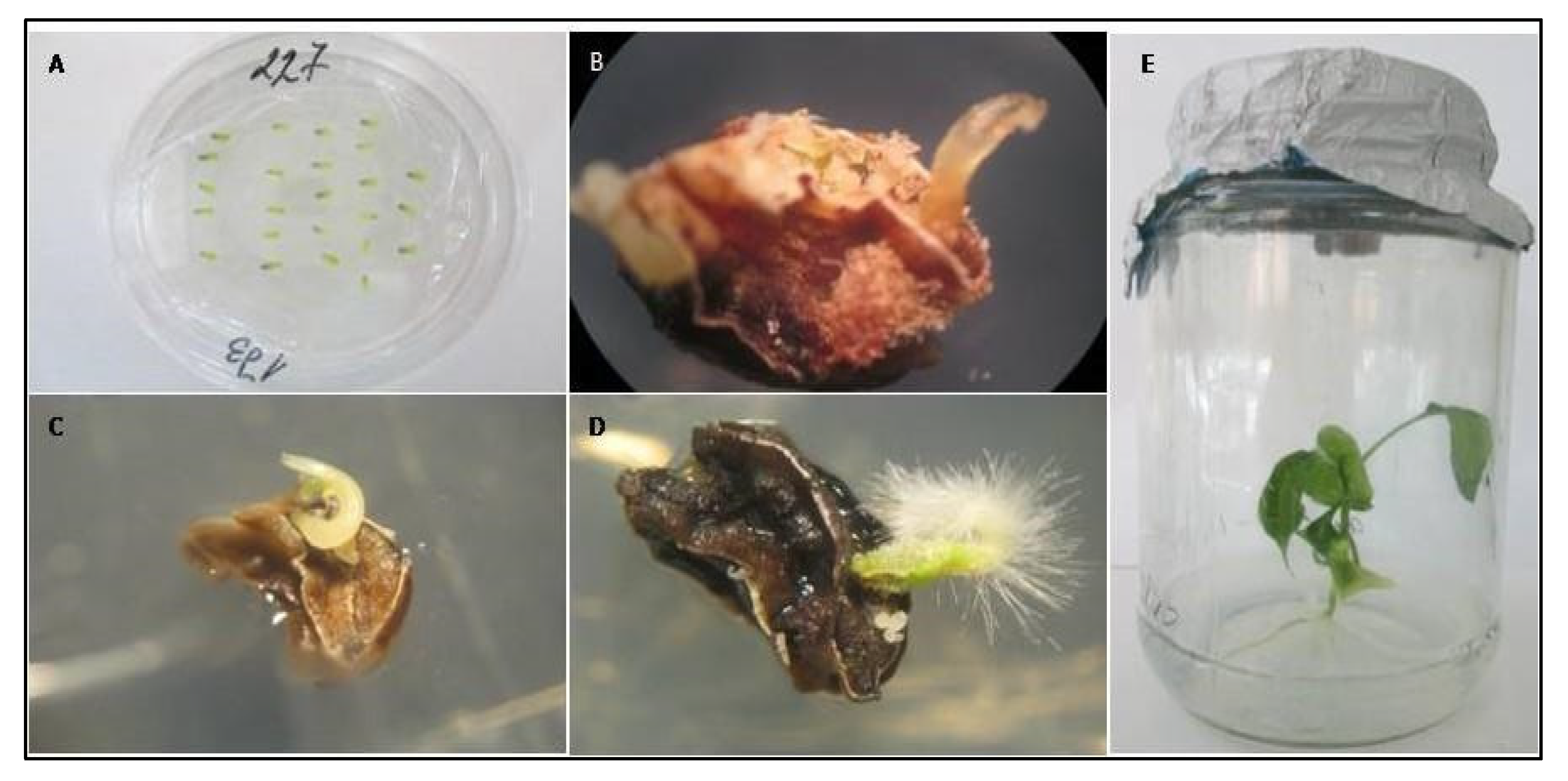 Double Haploid Development and Assessment of Androgenic Competence of ...