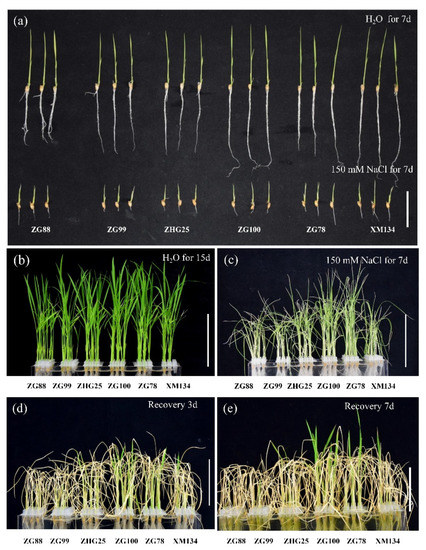 Differential Physiological Responses to Salt Stress between Salt ...