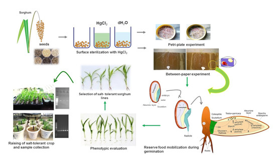 Plants | Free Full-Text | Deciphering Reserve Mobilization, Antioxidant Potential, and ...