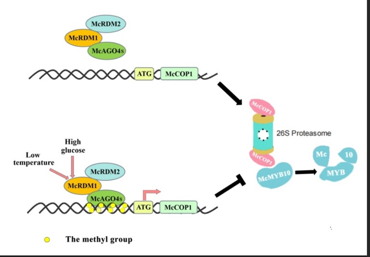Plants | Free Full-Text | The RNA Directed DNA Methylation (RdDM ...