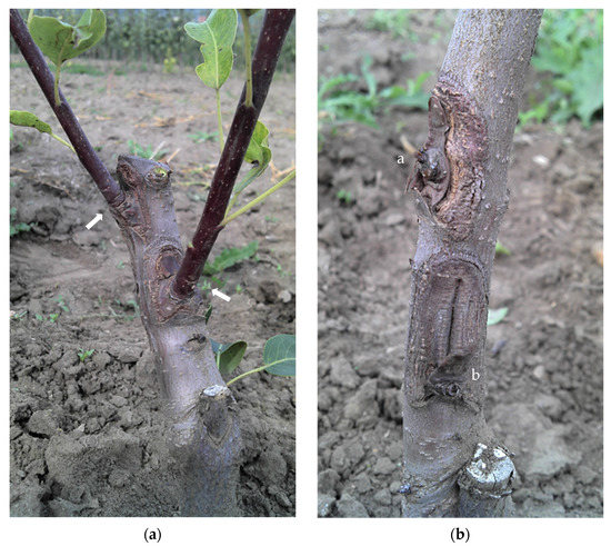 The Survival of Pear Dormant Buds at Ultra-Low Temperatures