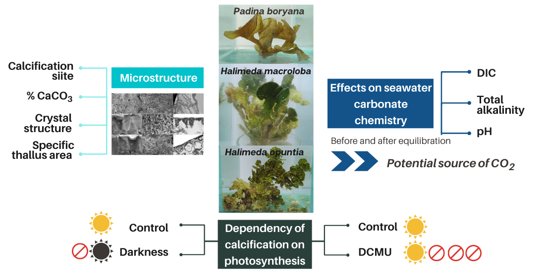 Plants | Free Full-Text | Calcification in Three Common Calcified Algae ...