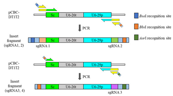 Construction of Multiple Guide RNAs in CRISPR/Cas9 Vector Using ...