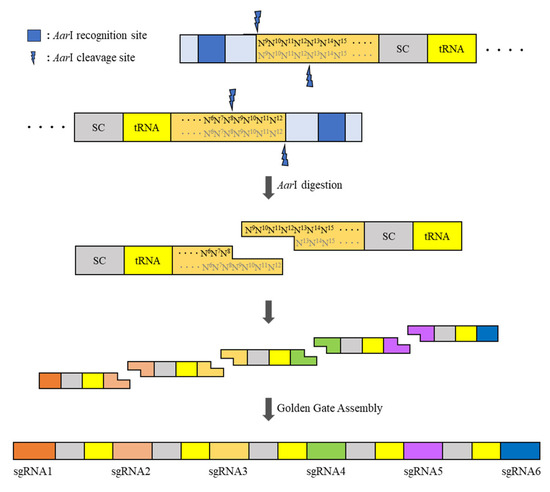 Construction of Multiple Guide RNAs in CRISPR/Cas9 Vector Using ...