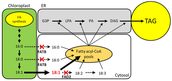 Construction of Multiple Guide RNAs in CRISPR/Cas9 Vector Using ...