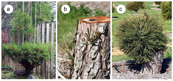 Gymnosperm Resprouting—A Review