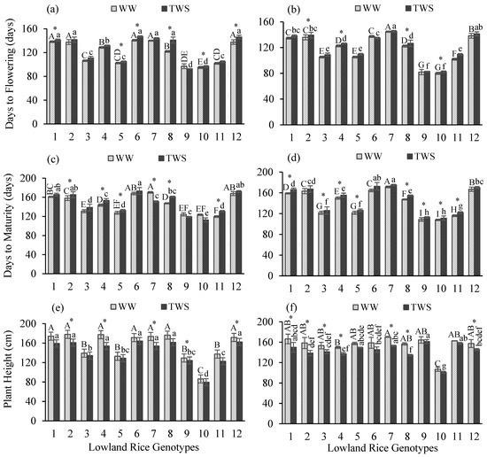 Plants | Free Full-Text | Responses of Lowland Rice Genotypes under ...