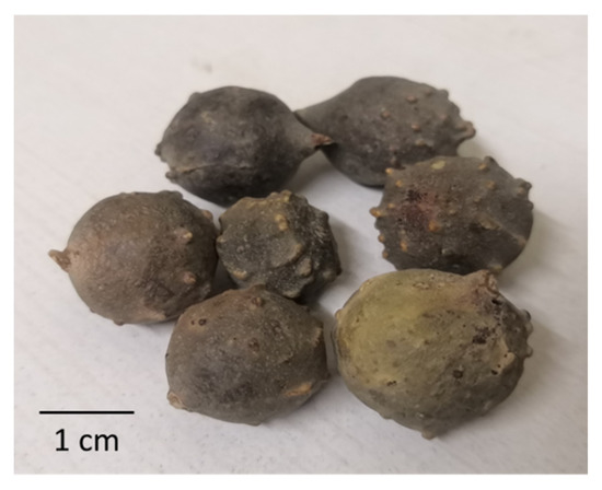 Gallotannin-Enriched Fraction from Quercus infectoria Galls as an ...