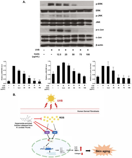 Photoprotective Effects of a Hyperoside-Enriched Fraction Prepared from ...