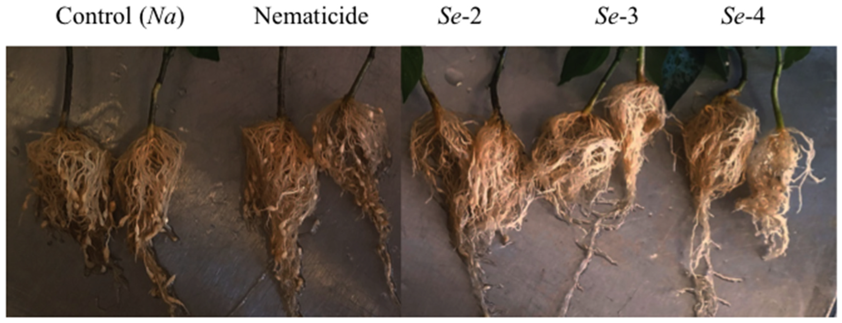 Nematicidal Activity of the Endophyte Serratia ureilytica against ...