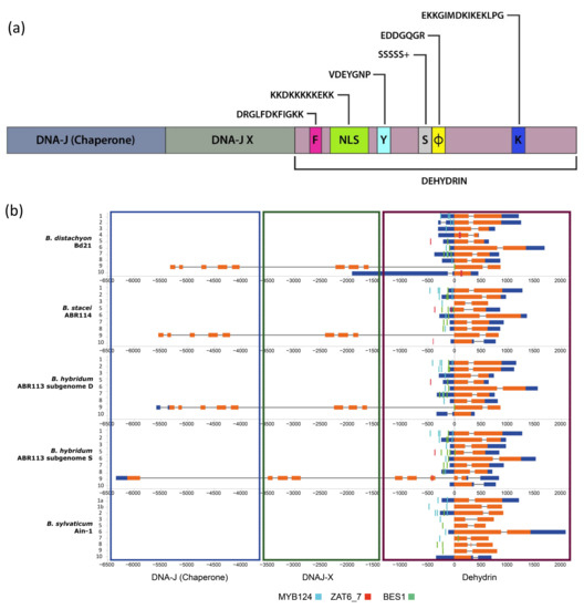 Comparative Genomics, Evolution, and Drought-Induced Expression of ...
