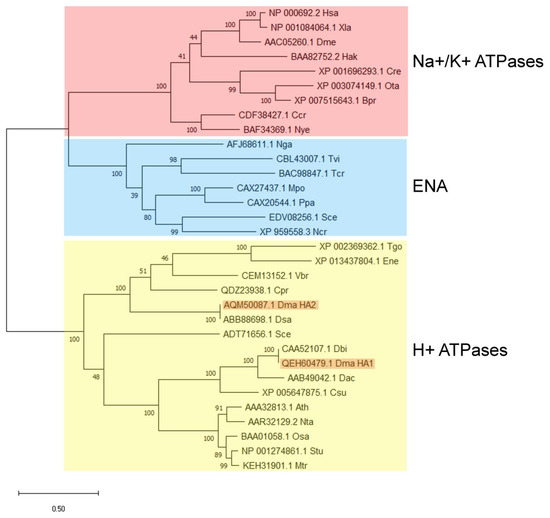 Plants | Free Full-Text | Cloning and Characterization of Two Putative P-Type ATPases from the ...