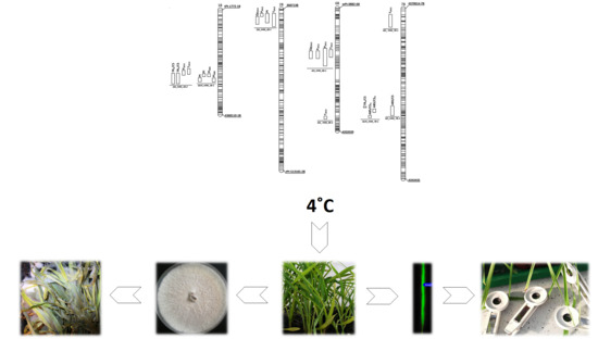 Plants | Special Issue : Genetics, Profiling and Breeding of Triticale