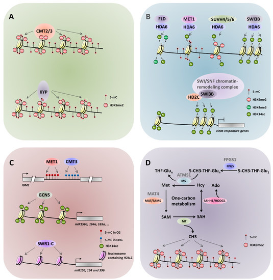 Plants | Free Full-Text | Concerto on Chromatin: Interplays of ...