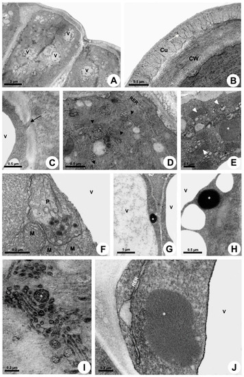 Plants | Special Issue : Plant Secretory Structures