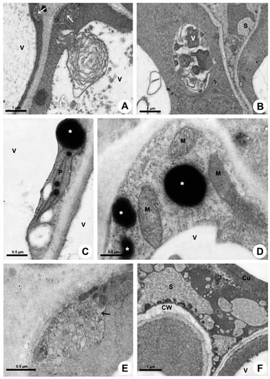 Plants | Special Issue : Plant Secretory Structures
