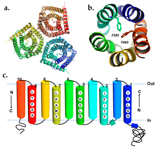 Structural and Functional Insights into the Role of Guard Cell Ion ...