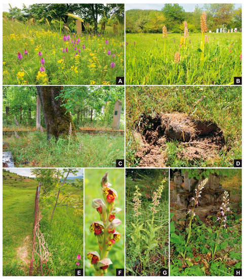 Plants | Special Issue : Floristic Studies in the Light of Biodiversity ...