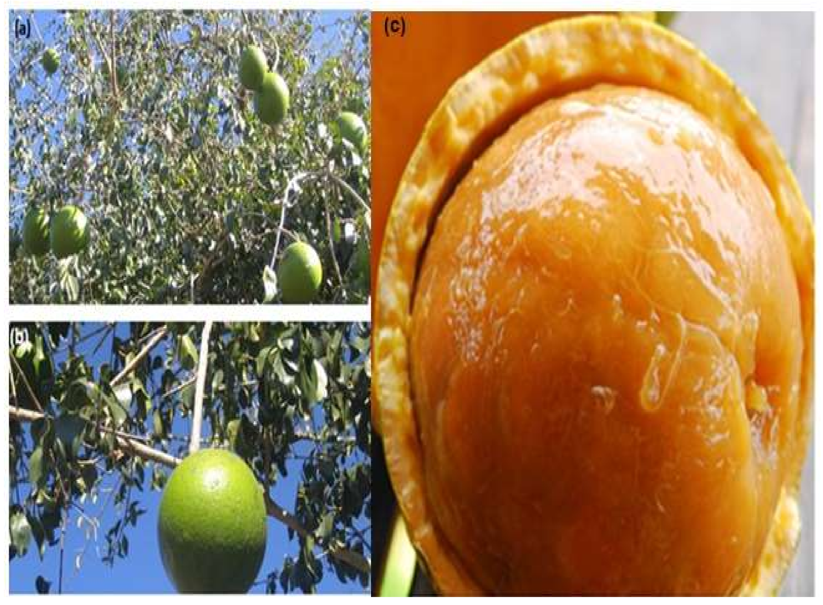 Undervalued Spiny Monkey Orange (Strychnos spinosa Lam.): An Indigenous ...