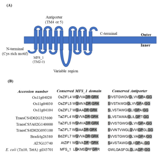 Diverse Functions of Plant Zinc-Induced Facilitator-like Transporter ...