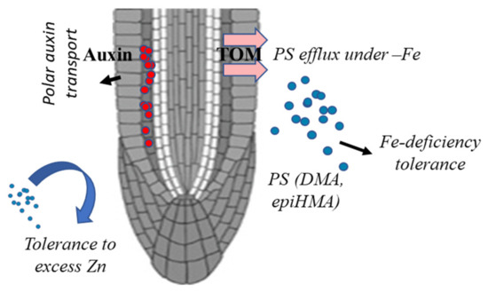 Diverse Functions of Plant Zinc-Induced Facilitator-like Transporter ...