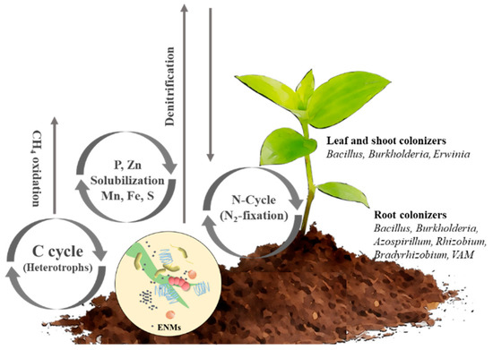 Engineered Nanomaterials in Soil: Their Impact on Soil Microbiome and ...