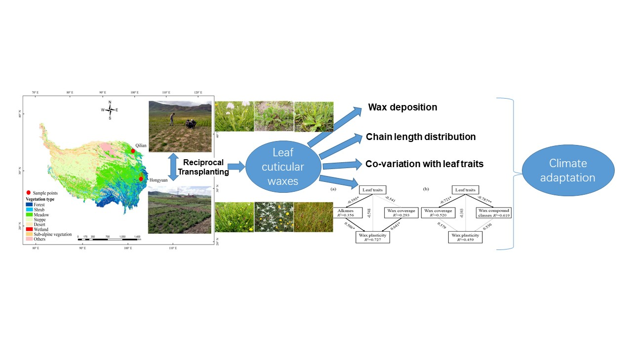 Plants | Free Full-Text | Phenotypic Plasticity and Local Adaptation of ...