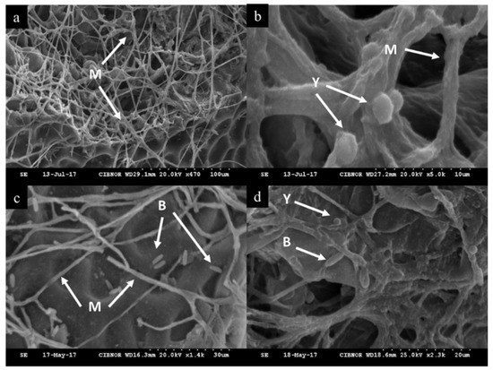 Debaryomyces hansenii, Stenotrophomonas rhizophila, and Ulvan as ...