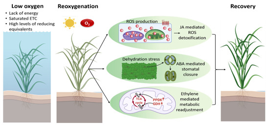 Try or Die: Dynamics of Plant Respiration and How to Survive Low Oxygen ...