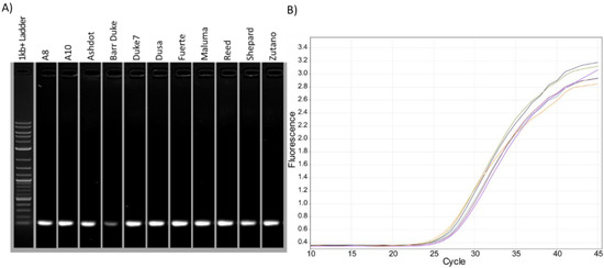 A Comprehensive High-Quality DNA and RNA Extraction Protocol for a ...