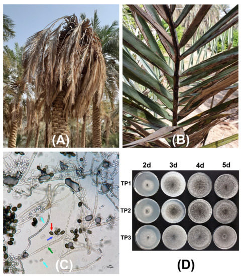 Plants | Special Issue : Epidemiology and Control of Plant Diseases