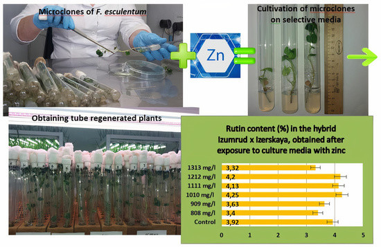 Plants | Free Full-Text | Study of the Effect of Selective Media with ...