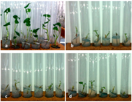Plants | Free Full-Text | Study of the Effect of Selective Media with ...