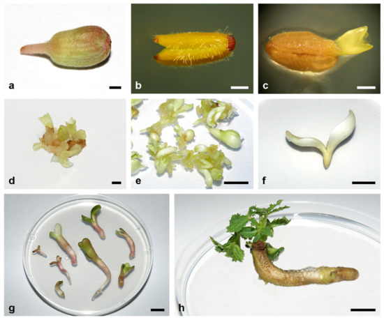 Tissue Culture Response of Ornamental and Medicinal Aesculus Species—A ...