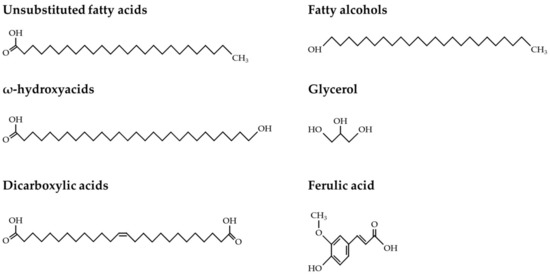 The Key Enzymes in the Suberin Biosynthetic Pathway in Plants: An Update