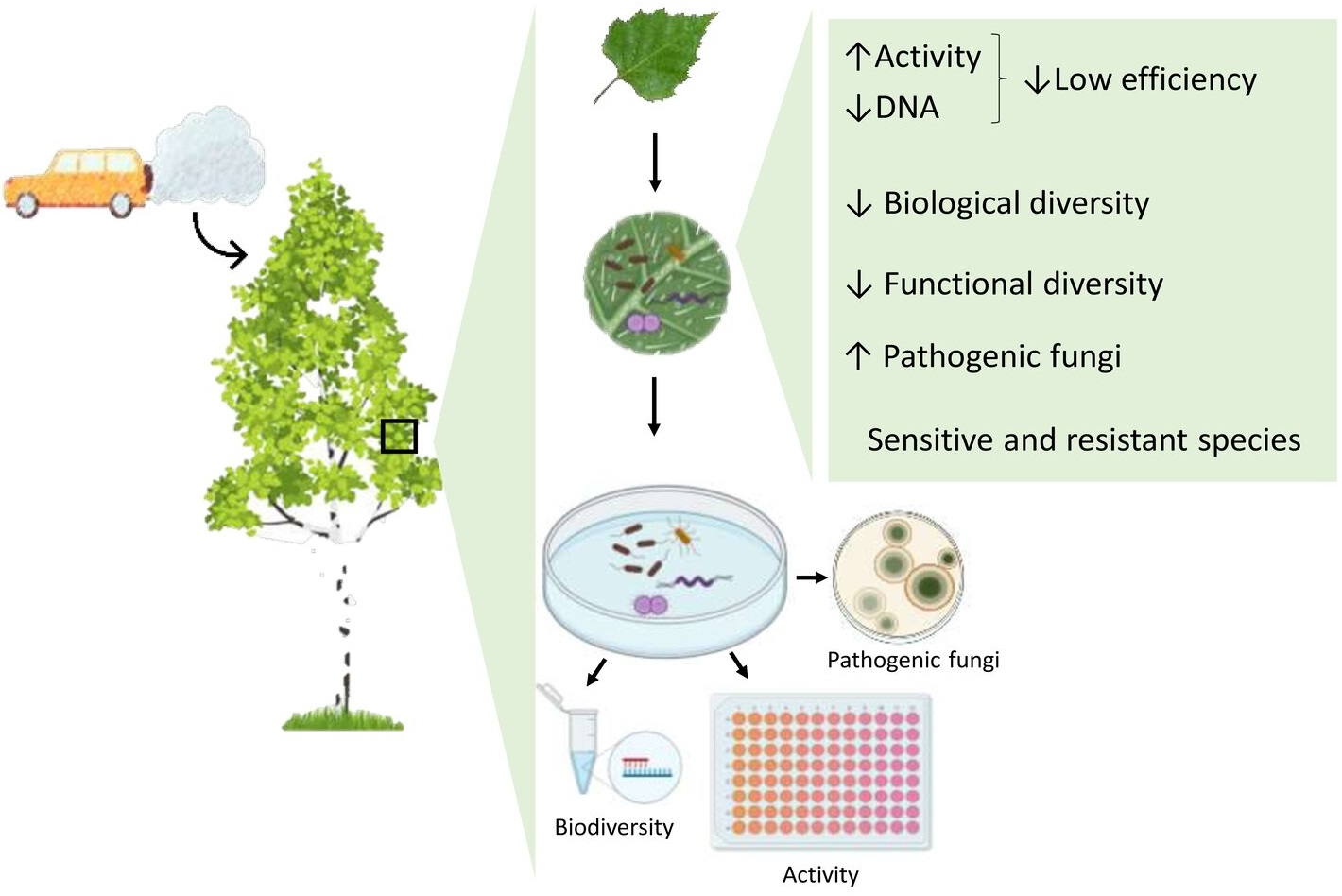 Plants | Free Full-Text | Phylloplane Biodiversity and Activity in the ...
