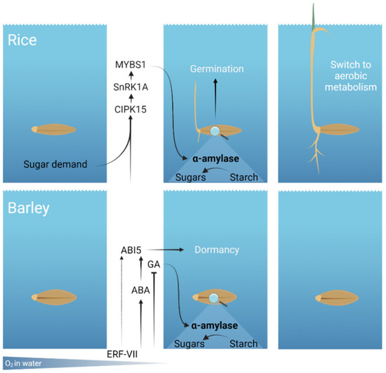 Cereal Germination under Low Oxygen: Molecular Processes