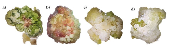 Effect of UV-B Radiation on Flavonoids and Phenols Accumulation in ...