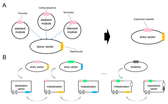 Plants | Free Full-Text | An Efficient Modular Gateway Recombinase-Based Gene Stacking System ...