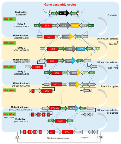 Plants | Free Full-Text | An Efficient Modular Gateway Recombinase-Based Gene Stacking System ...
