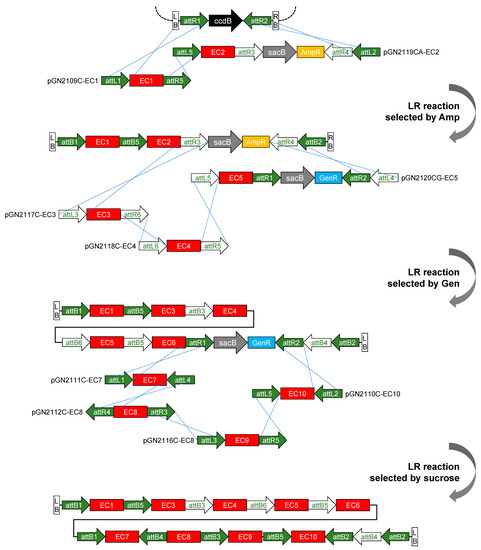 Plants | Free Full-Text | An Efficient Modular Gateway Recombinase ...