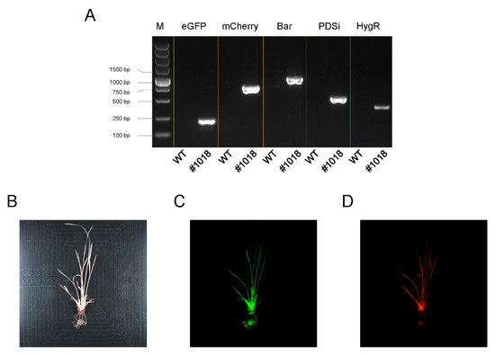 Plants | Free Full-Text | An Efficient Modular Gateway Recombinase-Based Gene Stacking System ...