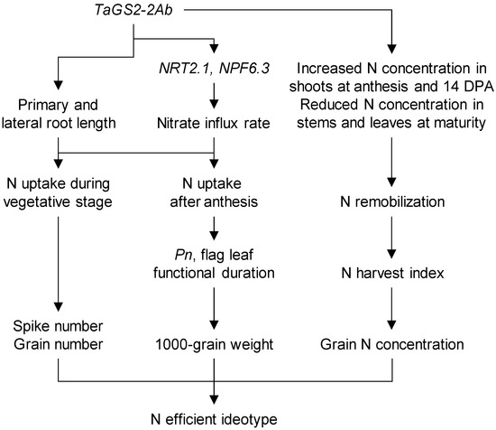 Genetic Control of Efficient Nitrogen Use for High Yield and Grain ...