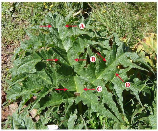 The Potential Roles of Unique Leaf Structure for the Adaptation of ...